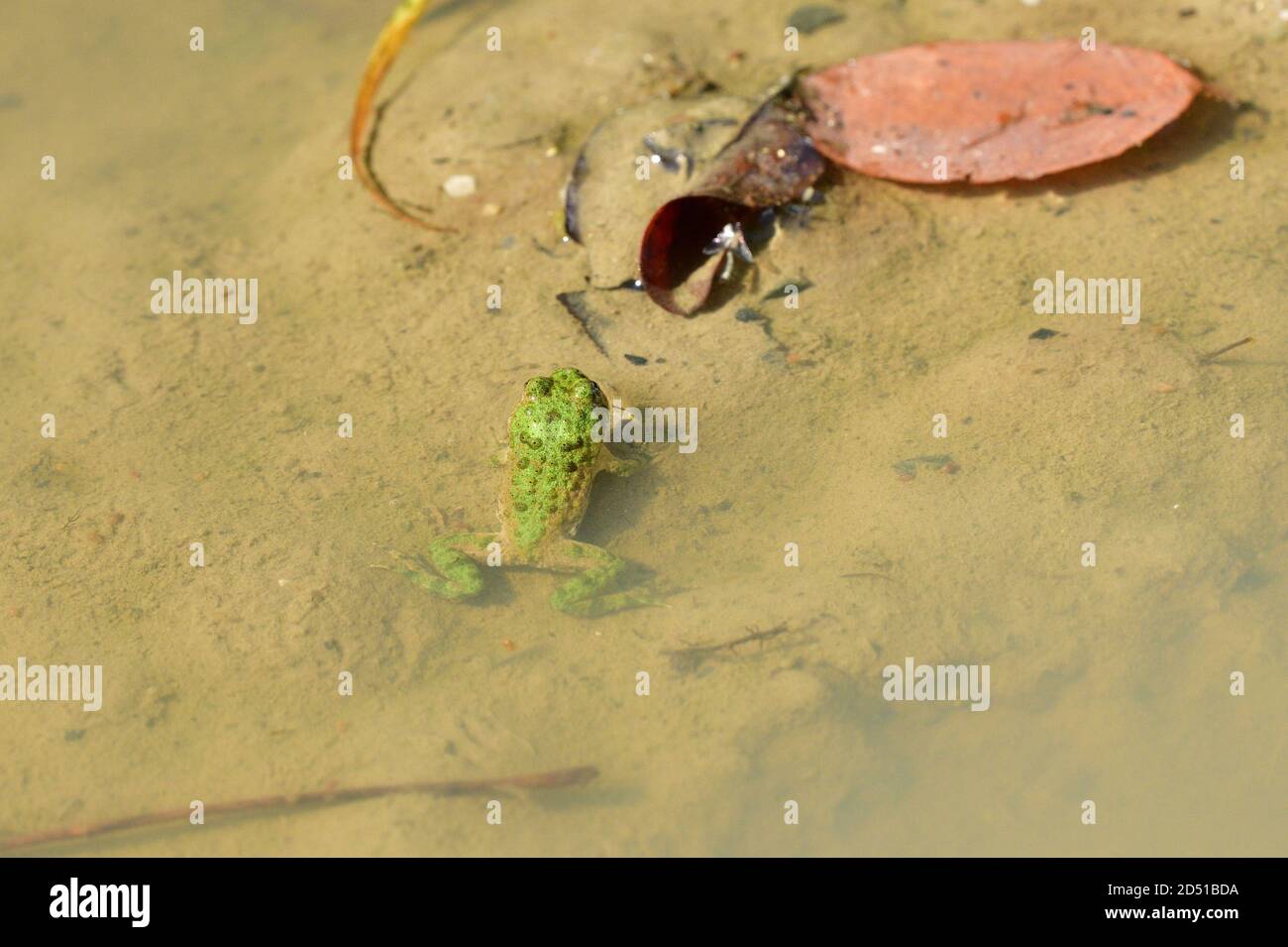 Edible frog sticks its head above the water Stock Photo - Alamy