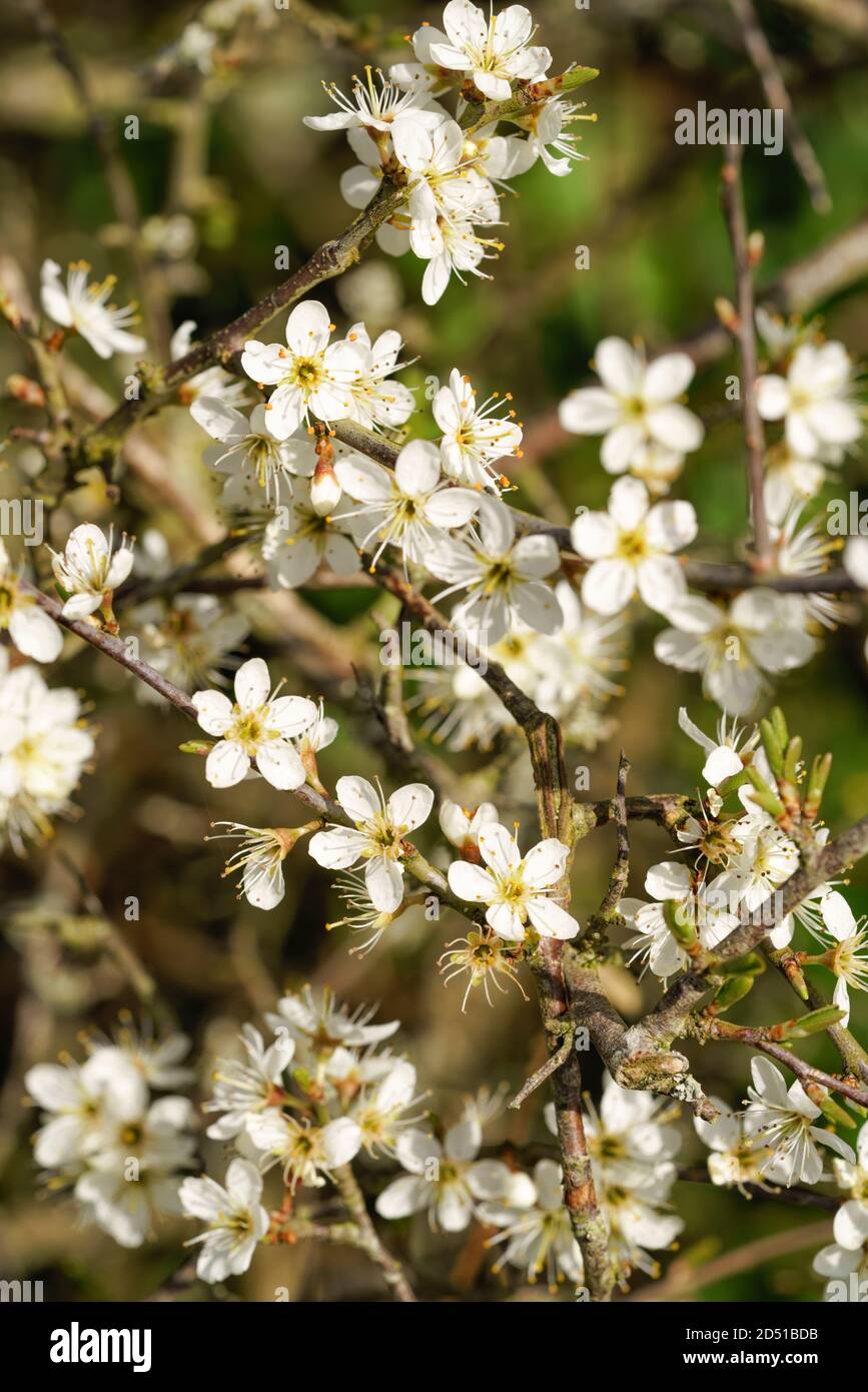 Blackthorn (Prunus spinosa) blossom growing in hedgerow Stock Photo - Alamy