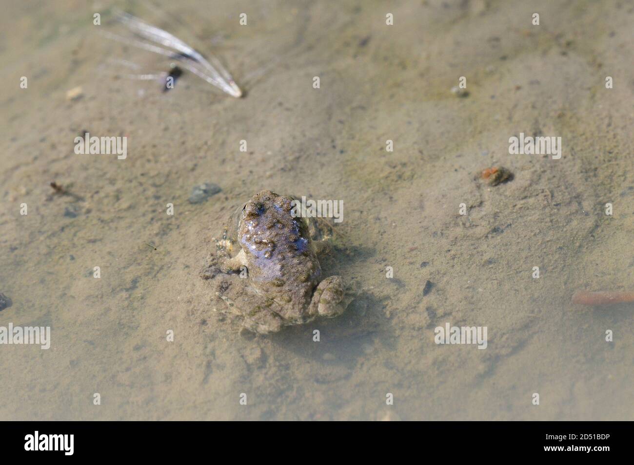 Common frog sticks its head above the water Stock Photo - Alamy