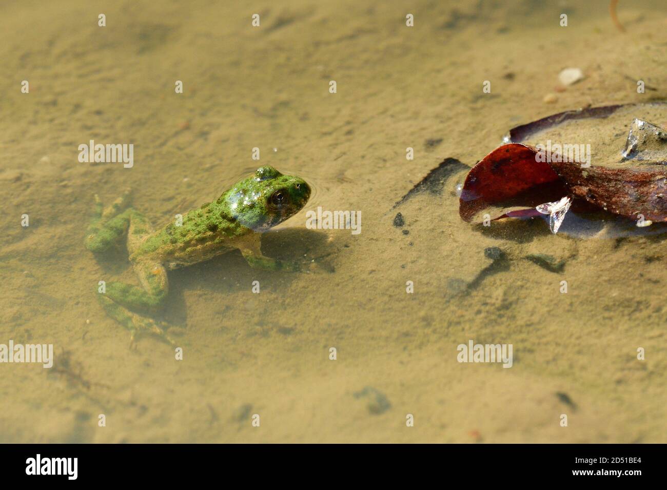 Edible frog sticks its head above the water Stock Photo - Alamy