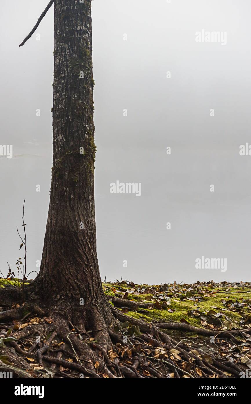 large tree roots growing down into the ground at a lake bank Stock ...