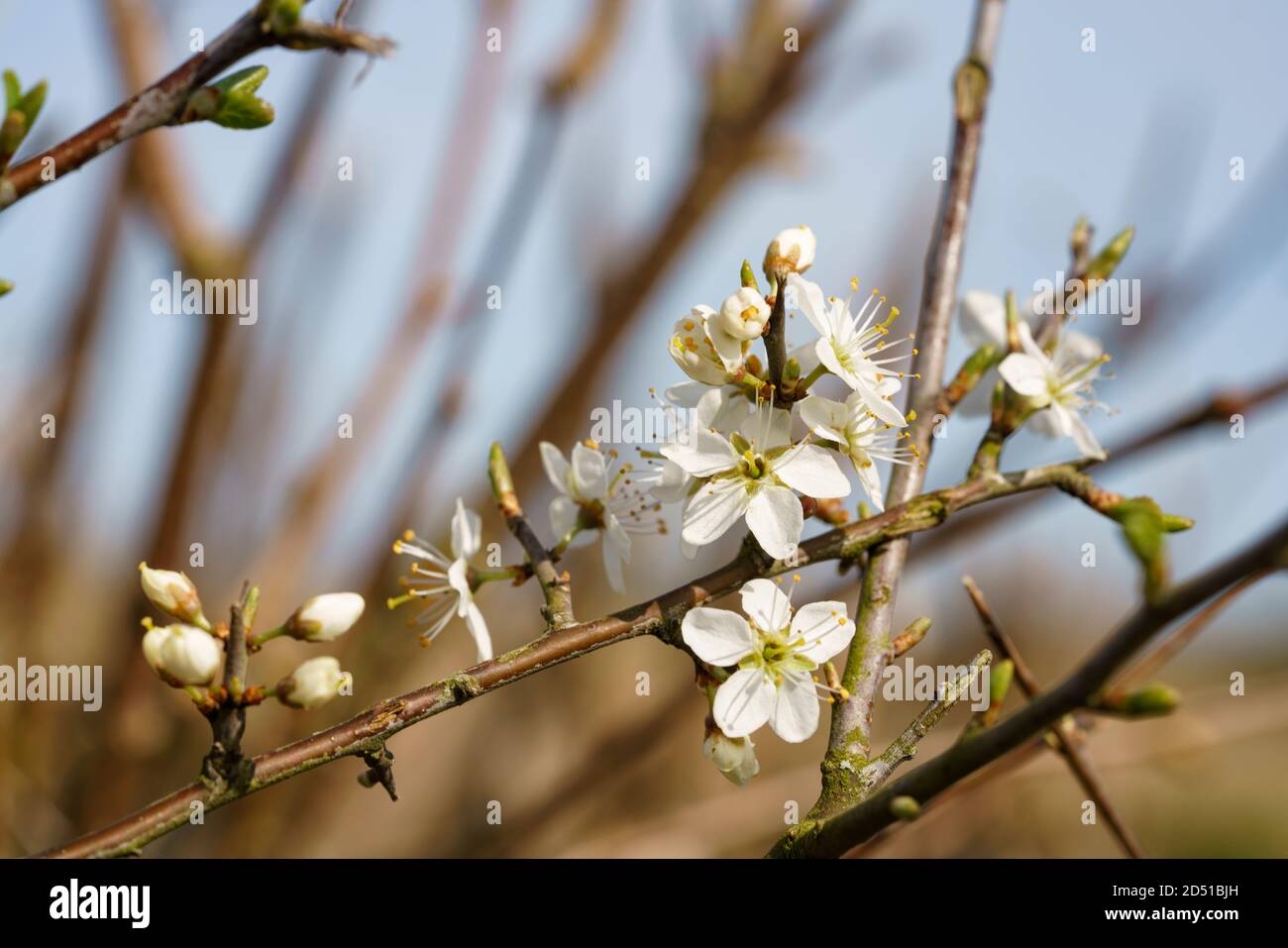 Blackthorn (Prunus spinosa) blossom growing in hedgerow Stock Photo - Alamy