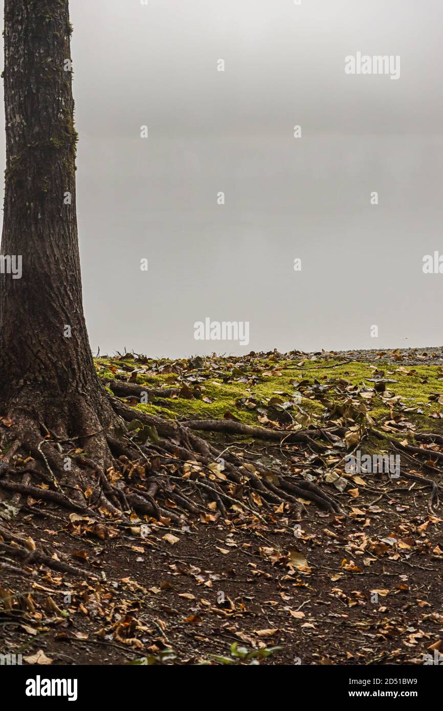 large tree roots growing down into the ground at a lake bank Stock ...