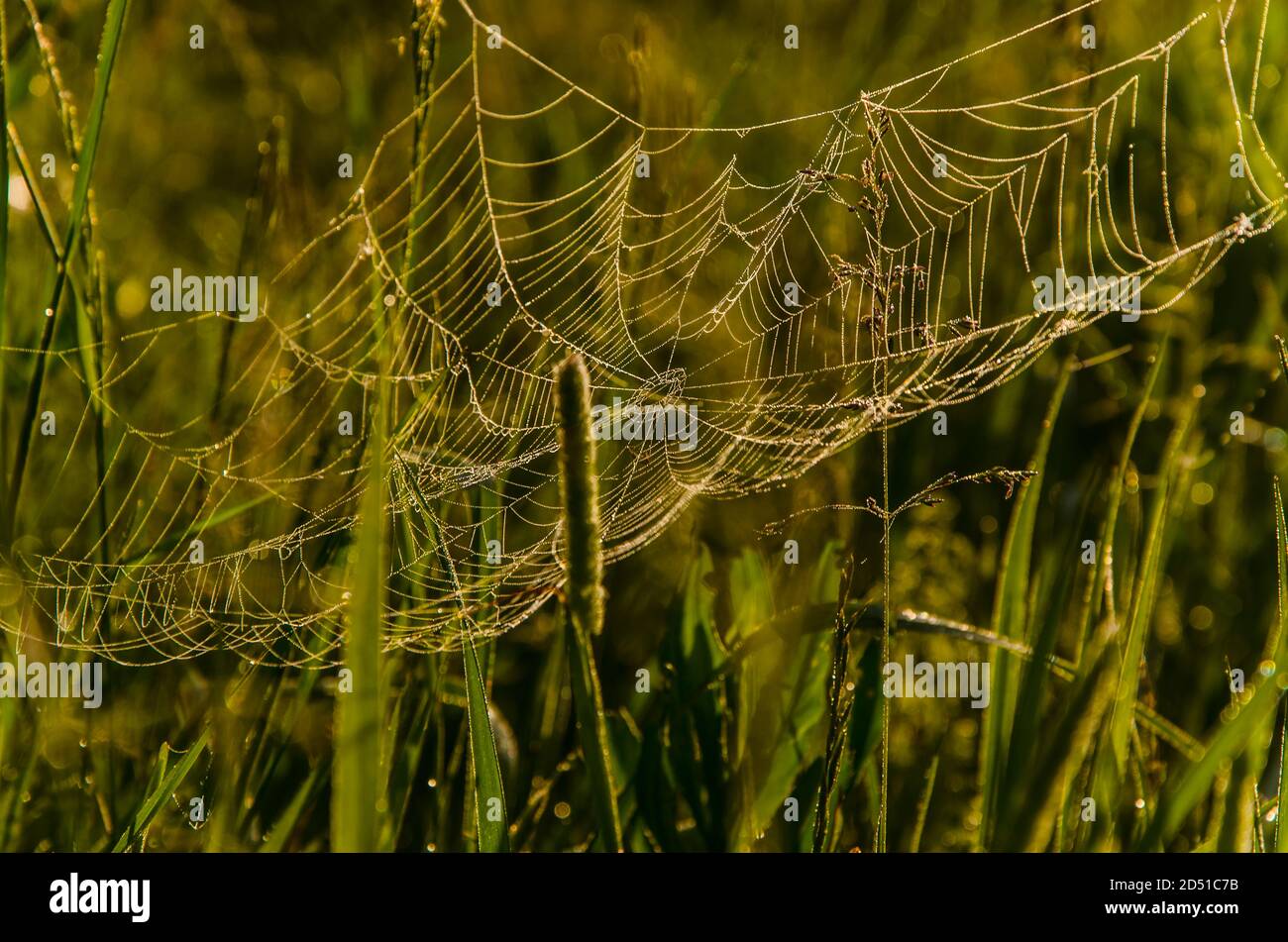 cobwebs in the morning mist. Juicy greens Stock Photo - Alamy