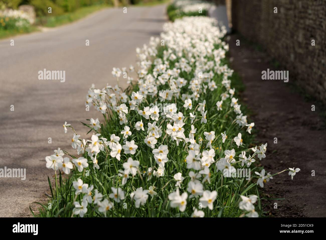 Daffodils the best of spring flowers hi-res stock photography and ...