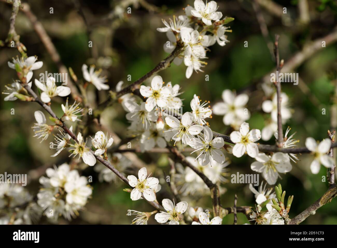 Blackthorn (Prunus spinosa) blossom growing in hedgerow Stock Photo - Alamy