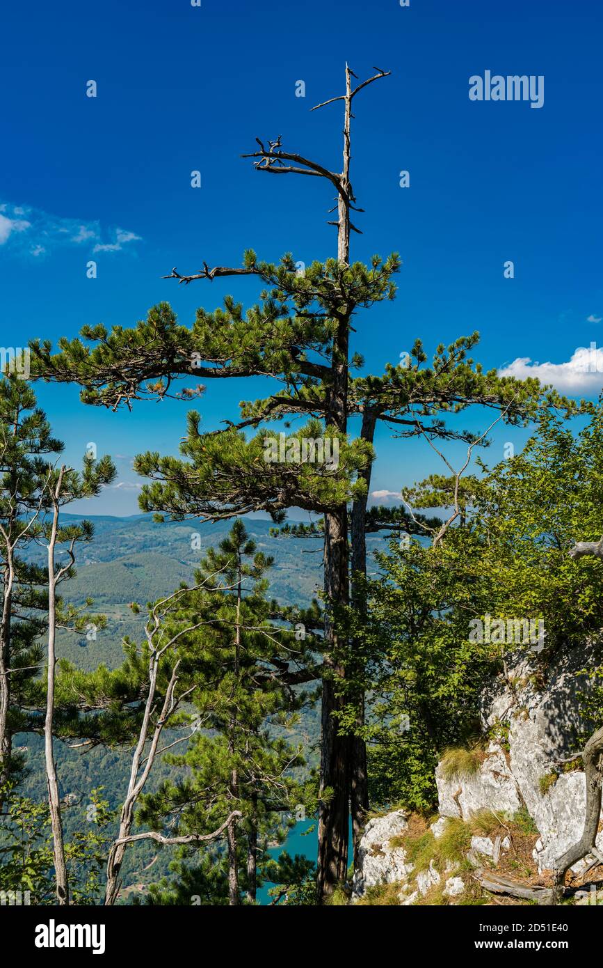View at Perucac lake and river Drina from Tara mountain in Serbia Stock ...