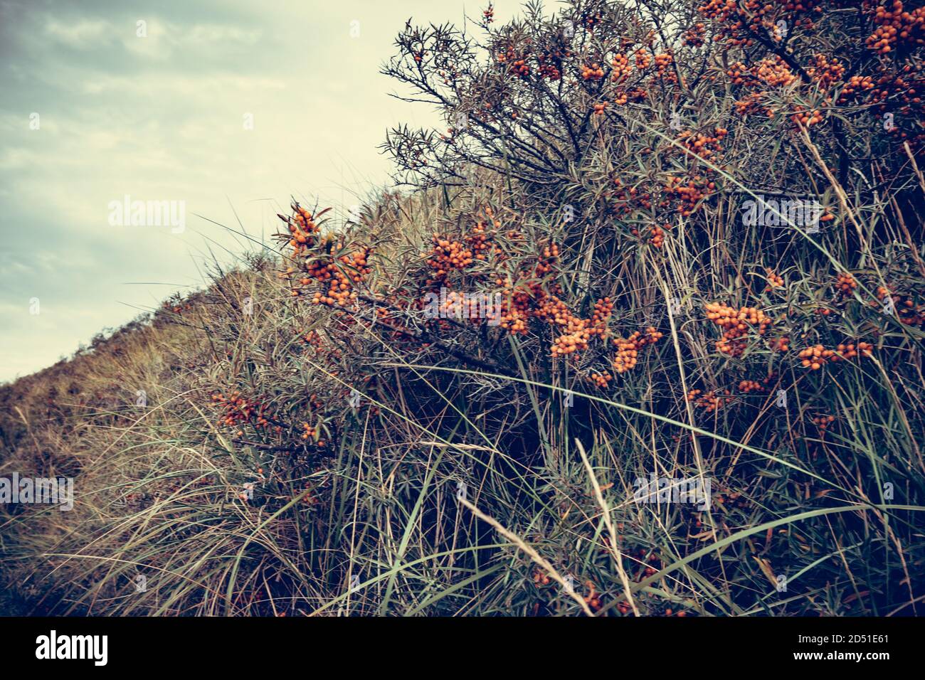 Closeup of a sea buckthorn plant on the hill Stock Photo - Alamy