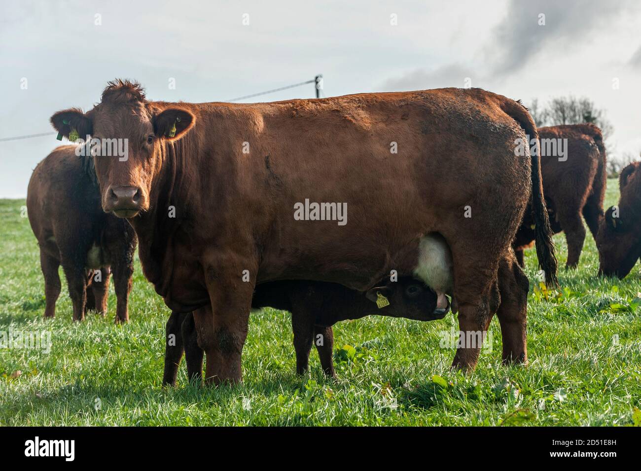 Belgian blue cattle hi-res stock photography and images - Alamy