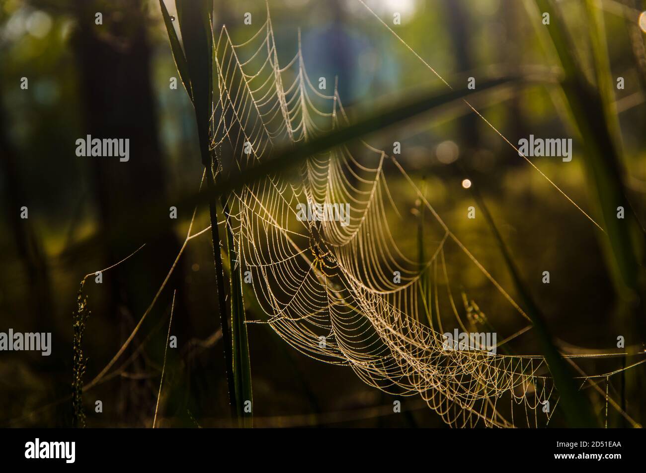cobwebs in the morning mist. Juicy greens Stock Photo - Alamy
