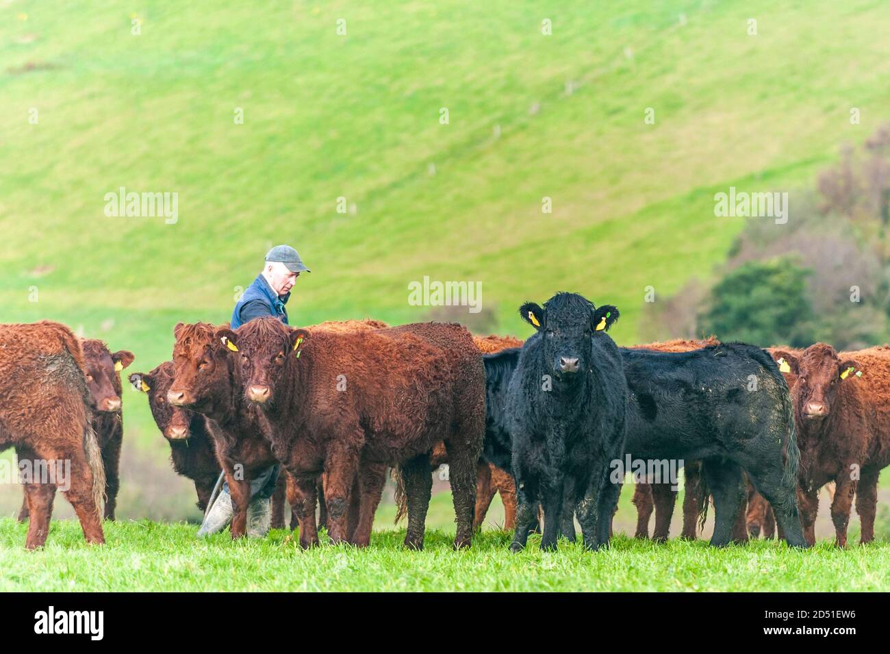 Innishannon, West Cork, Ireland. 12th Oct, 2020. Innishannon based beef ...
