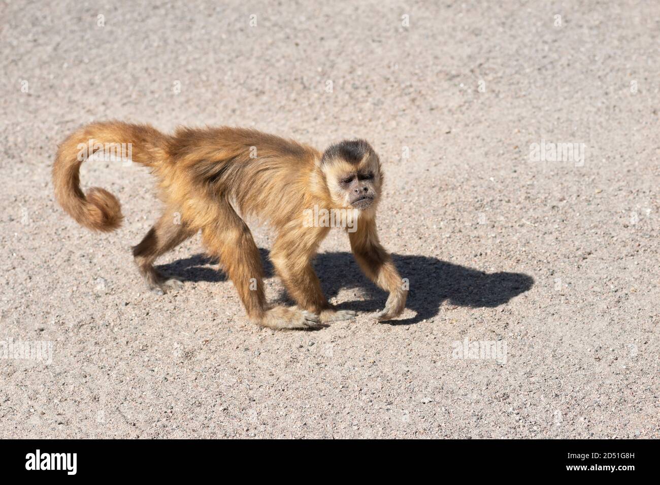 Capuchin monkey in zoo close up. The capuchin monkeys are New World ...