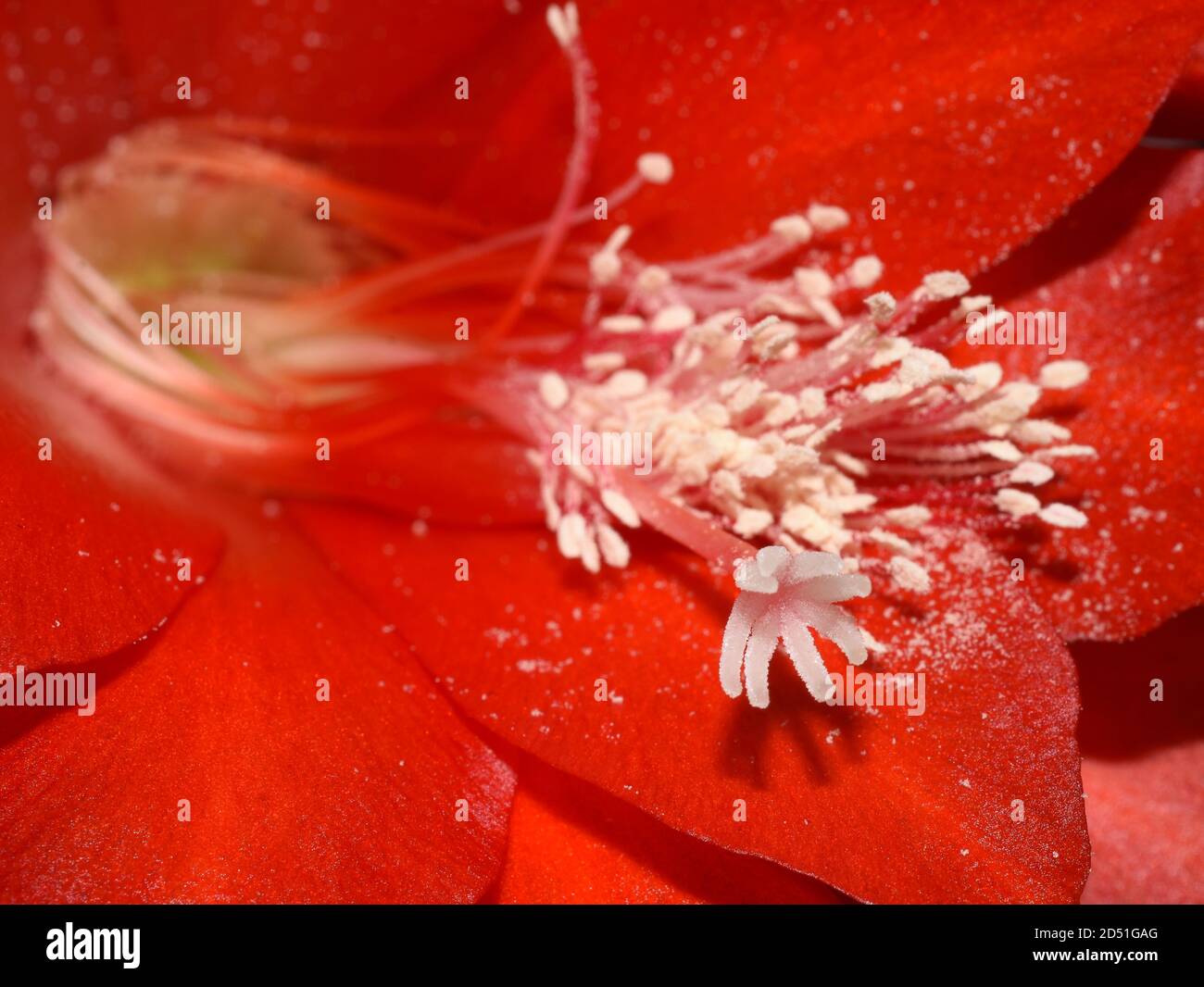 Extreme closeup on Epiphyllum orchid cactus red flowers stigma and ...