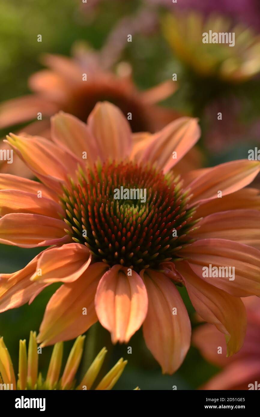 Coneflowers flowering in a beautiful garden Stock Photo - Alamy