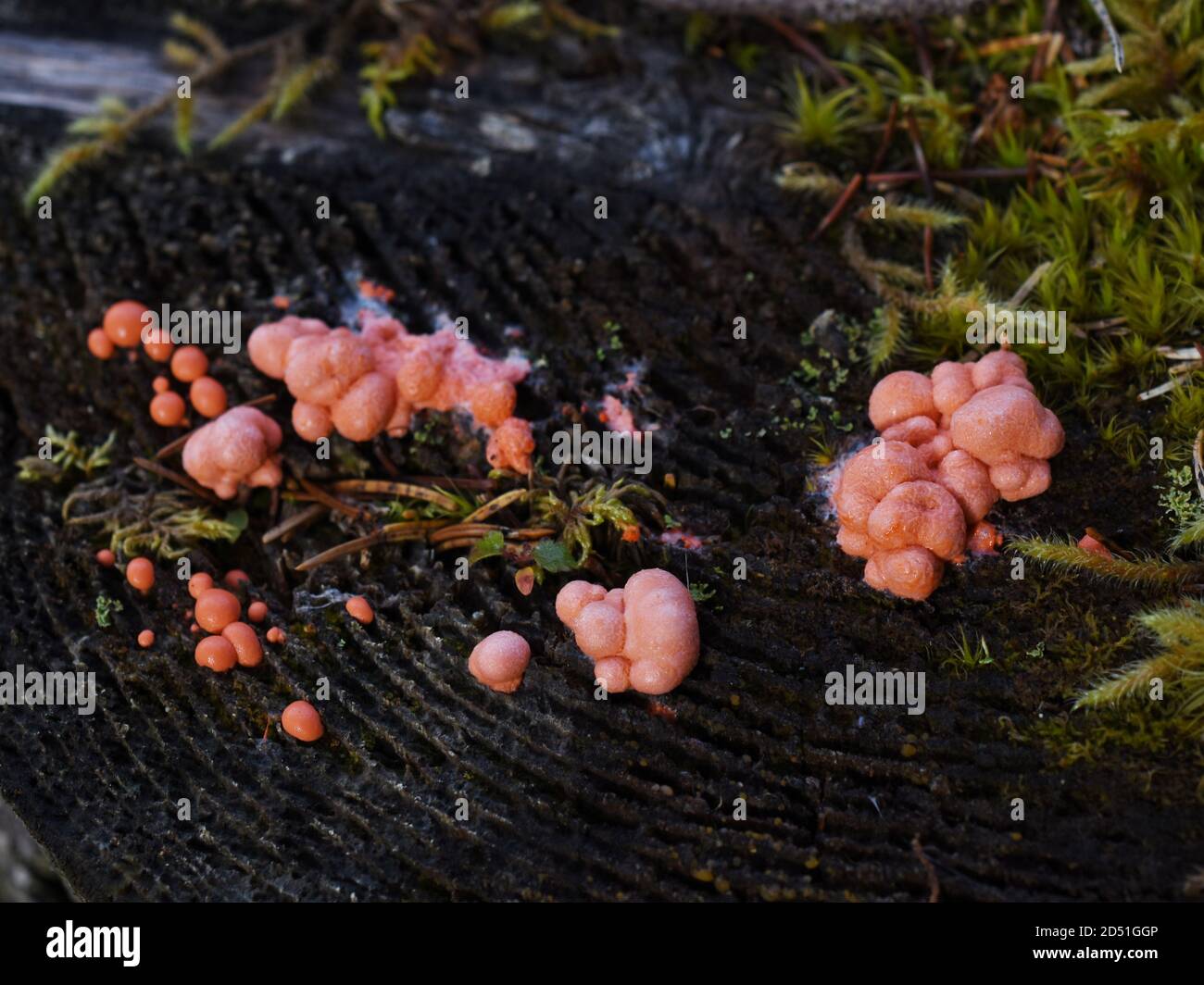 Wolf's milk Lycogala epidendrum growing on a stump Stock Photo - Alamy