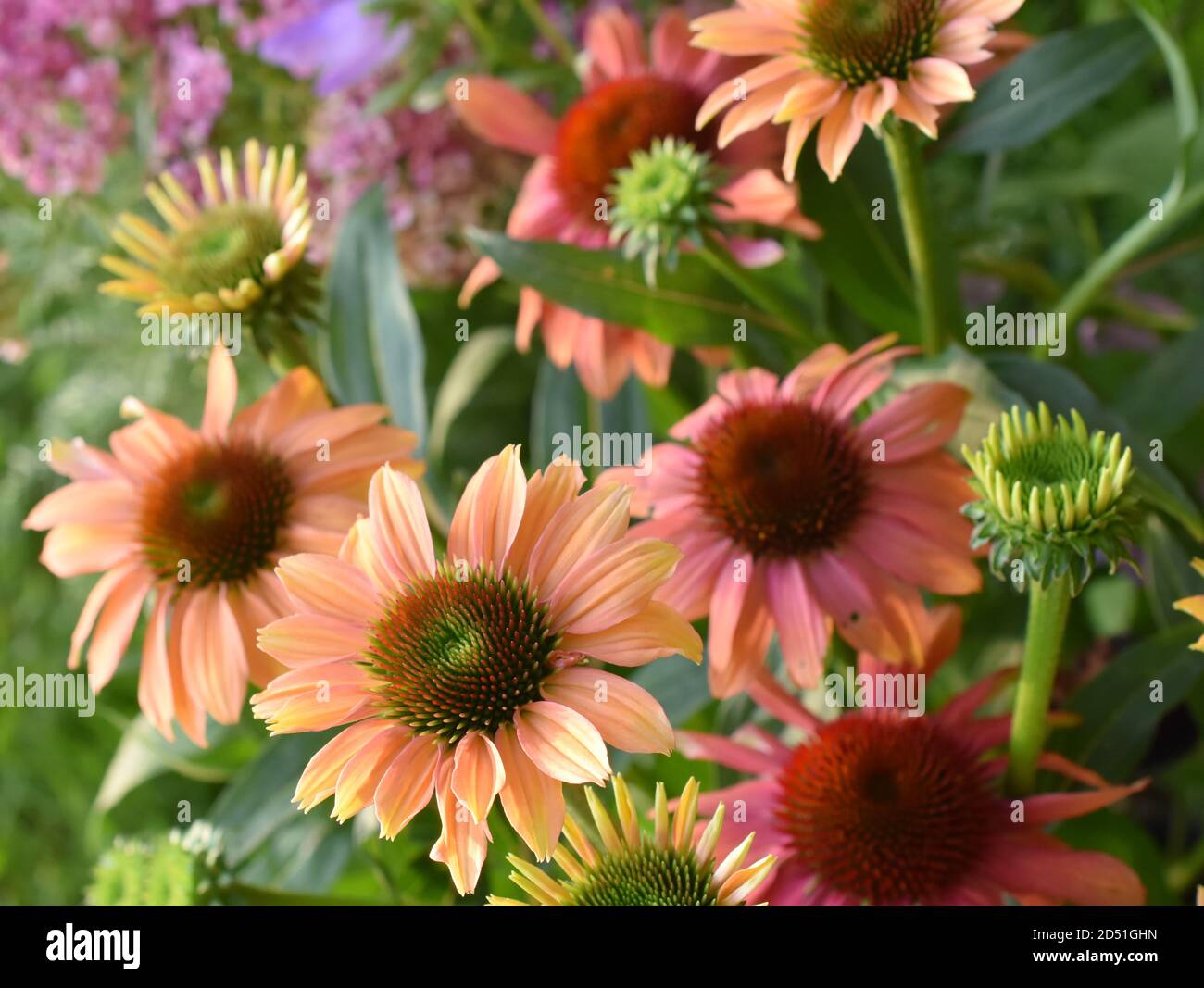 Coneflowers flowering in a beautiful garden Stock Photo - Alamy
