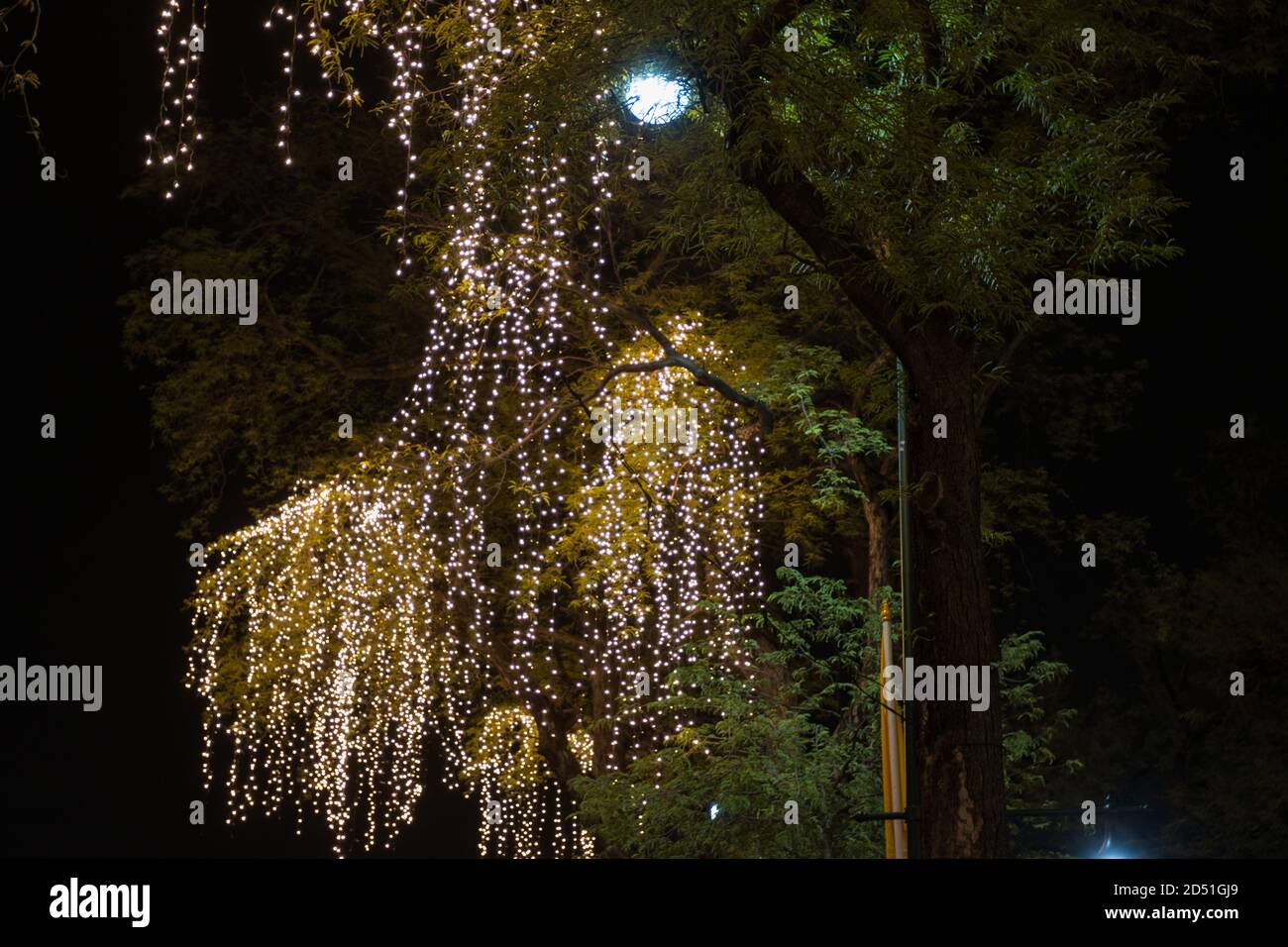 Decorative outdoor string lights hanging on tree in the garden at night ...
