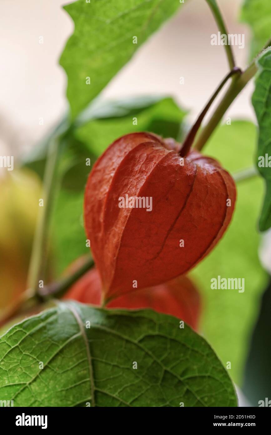 Chinese lantern plant hi-res stock photography and images - Alamy