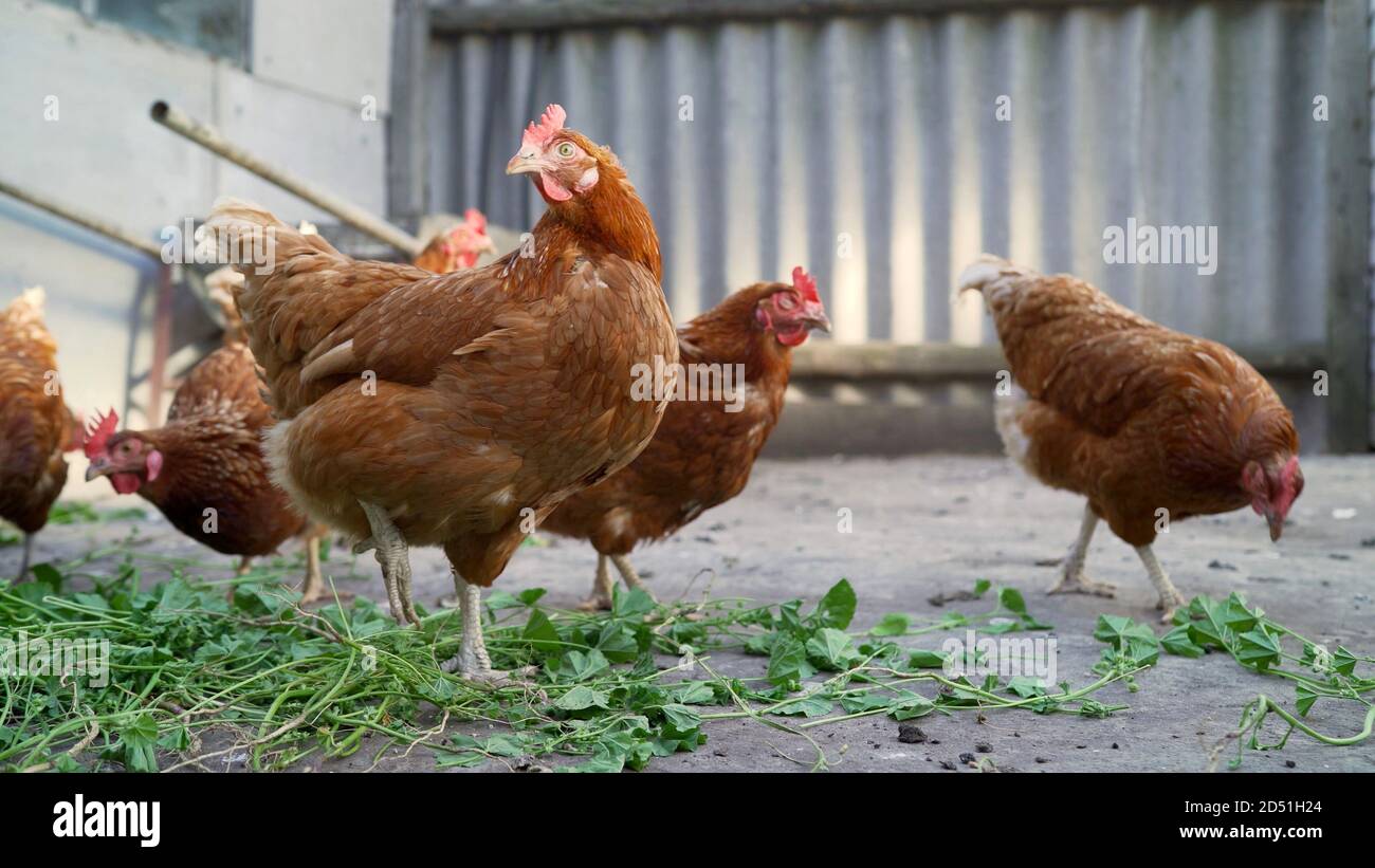 Brown chicken layers in a chicken coop. view of crowded laying hens at ...