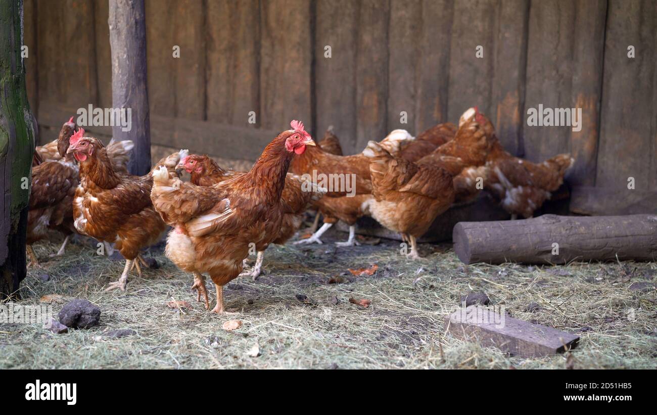Brown Laying Hens On The Farm In Summer Egg Laying Hens In The Yard