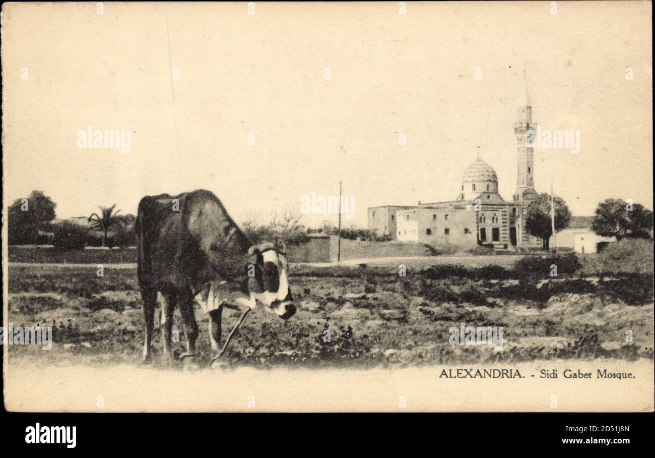 Alexandria Ägypten, Sidi Gaber Mosque, Moschee, Kuh, Feld | usage ...