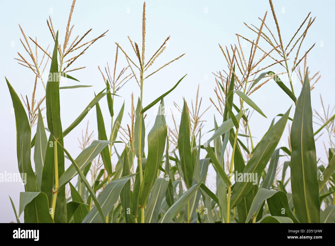 Tall green grass for cow food Stock Photo - Alamy