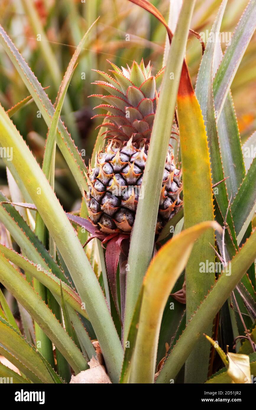 Farm orchard with ripe pineapple fruits. Production of fruits in South ...