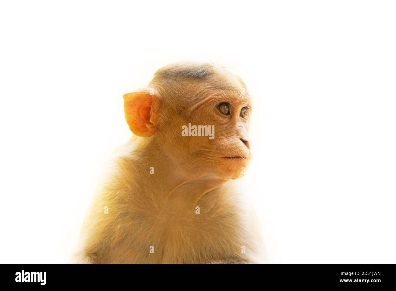 Monkey as mirror of human emotions: I am a good boy (honest eyes ...