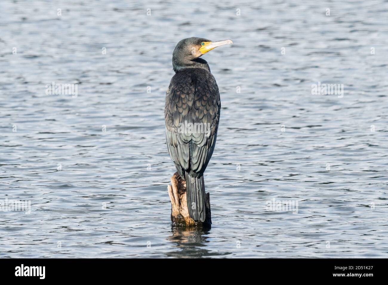 Perched atop wooden stump hi-res stock photography and images - Alamy