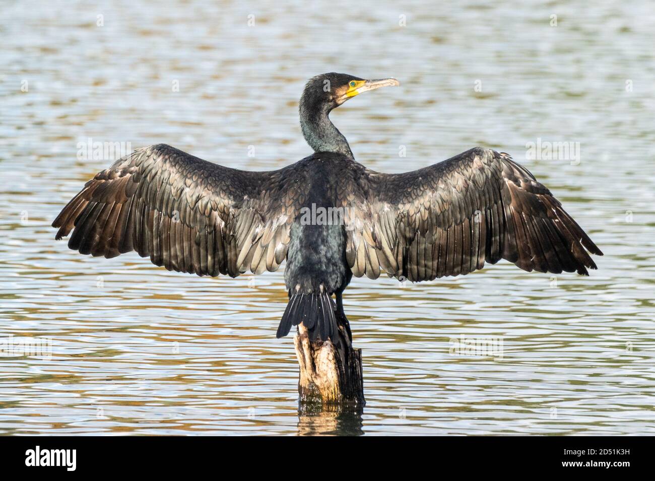 Cormorant with wings spread hi-res stock photography and images - Alamy
