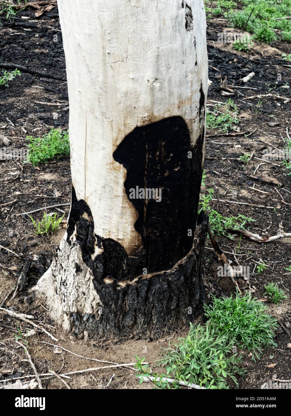 Forestry. Burnt tree trunks after a forest fire that took place three ...