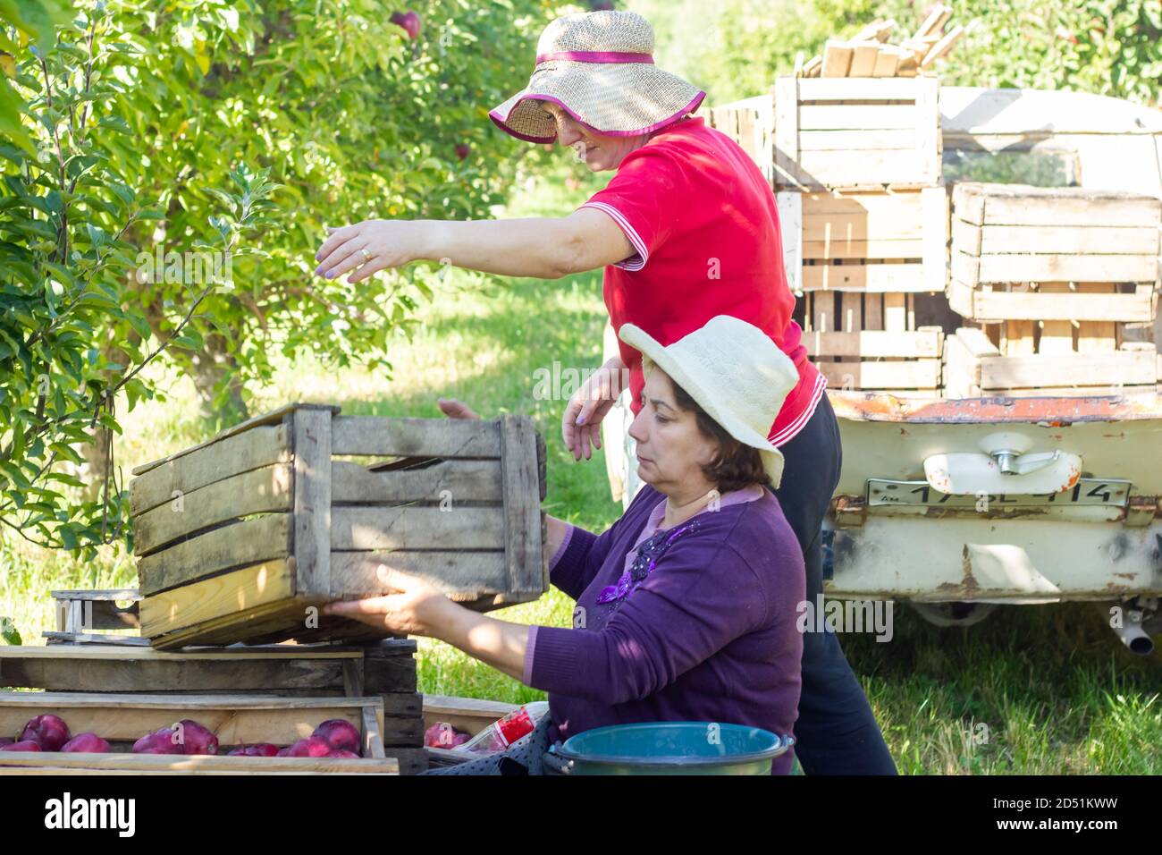 Sorting Apples High Resolution Stock Photography and Images - Alamy
