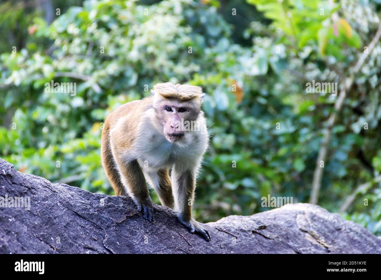 Monkey on the background of rainforested mountains. Endemic fauna of ...