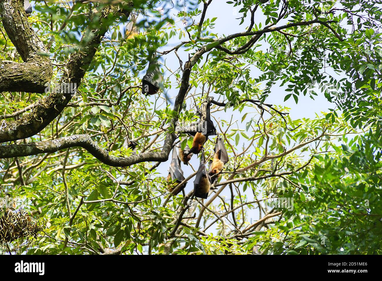Flying foxes (Pteropus giganteus) resting in the trees in the depth of ...