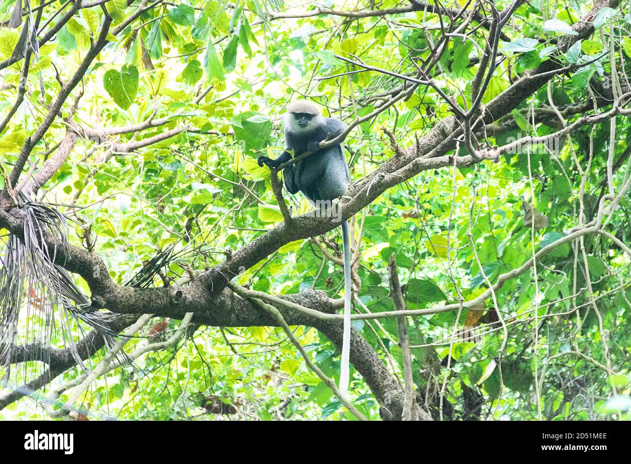 Purple faced langur trachypithecus vetulus or purple faced leaf monkey ...