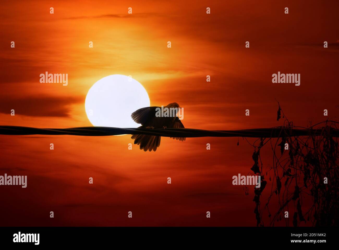 Sri Lanka winter red sunset. Ceylon Rufous Babbler (Turdoides rufescens ...