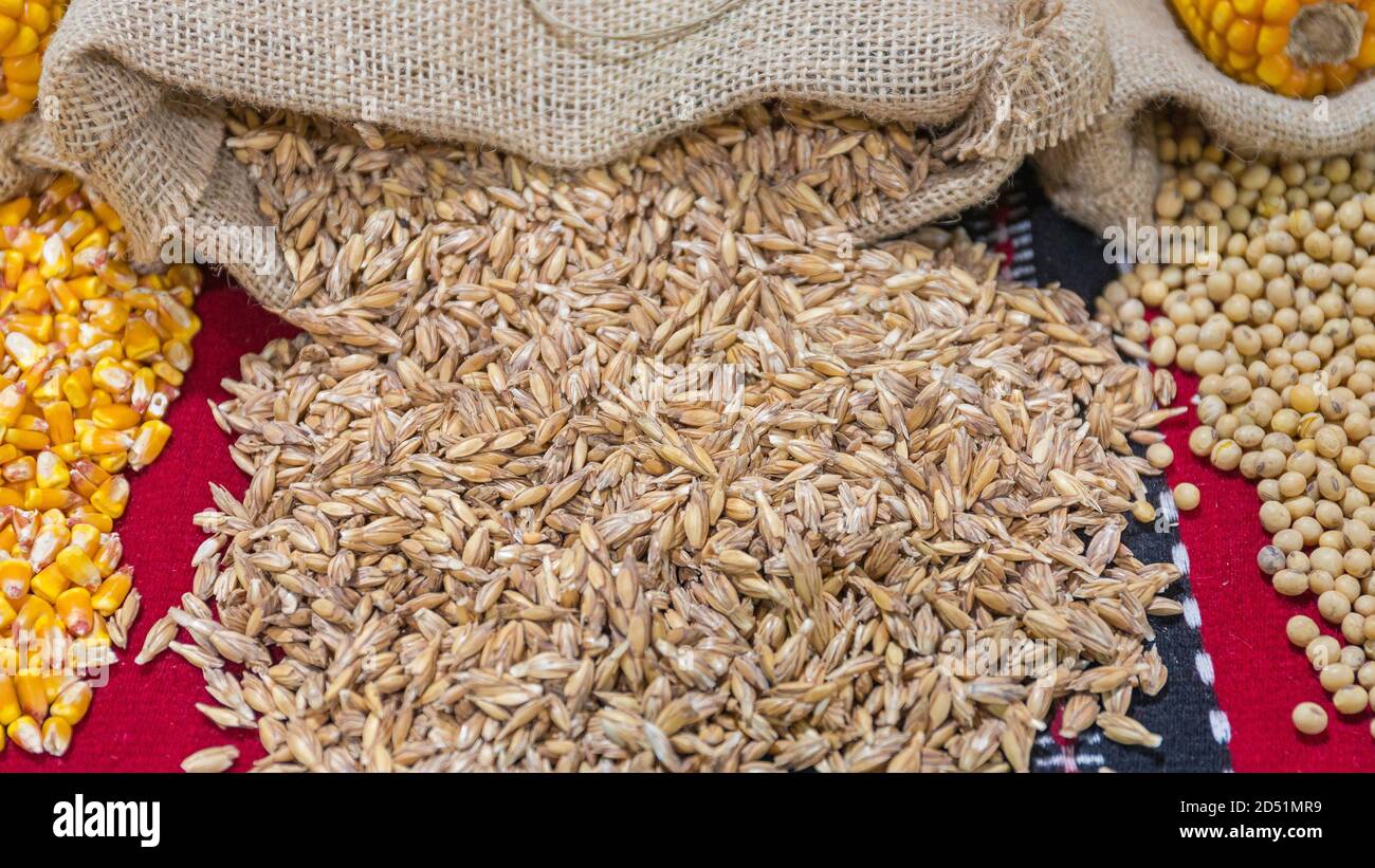 Oat Grains in Husks Crops From Sack Stock Photo - Alamy