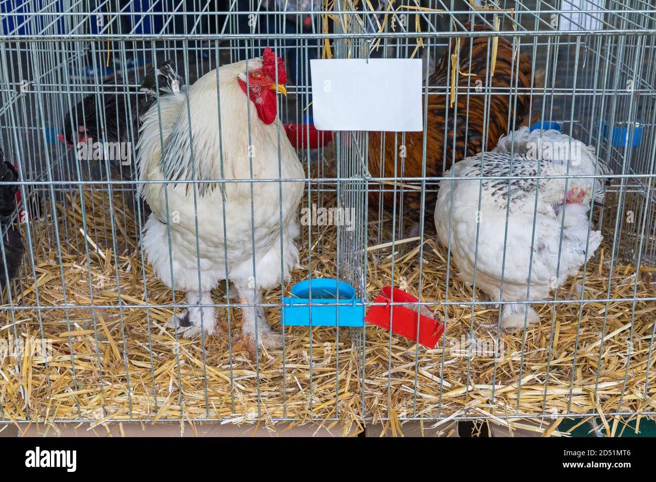 Rooster and Hen Pair in Cages at Animal Show Stock Photo - Alamy