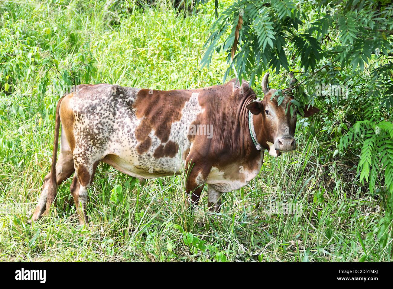 Mottled cow hi-res stock photography and images - Alamy