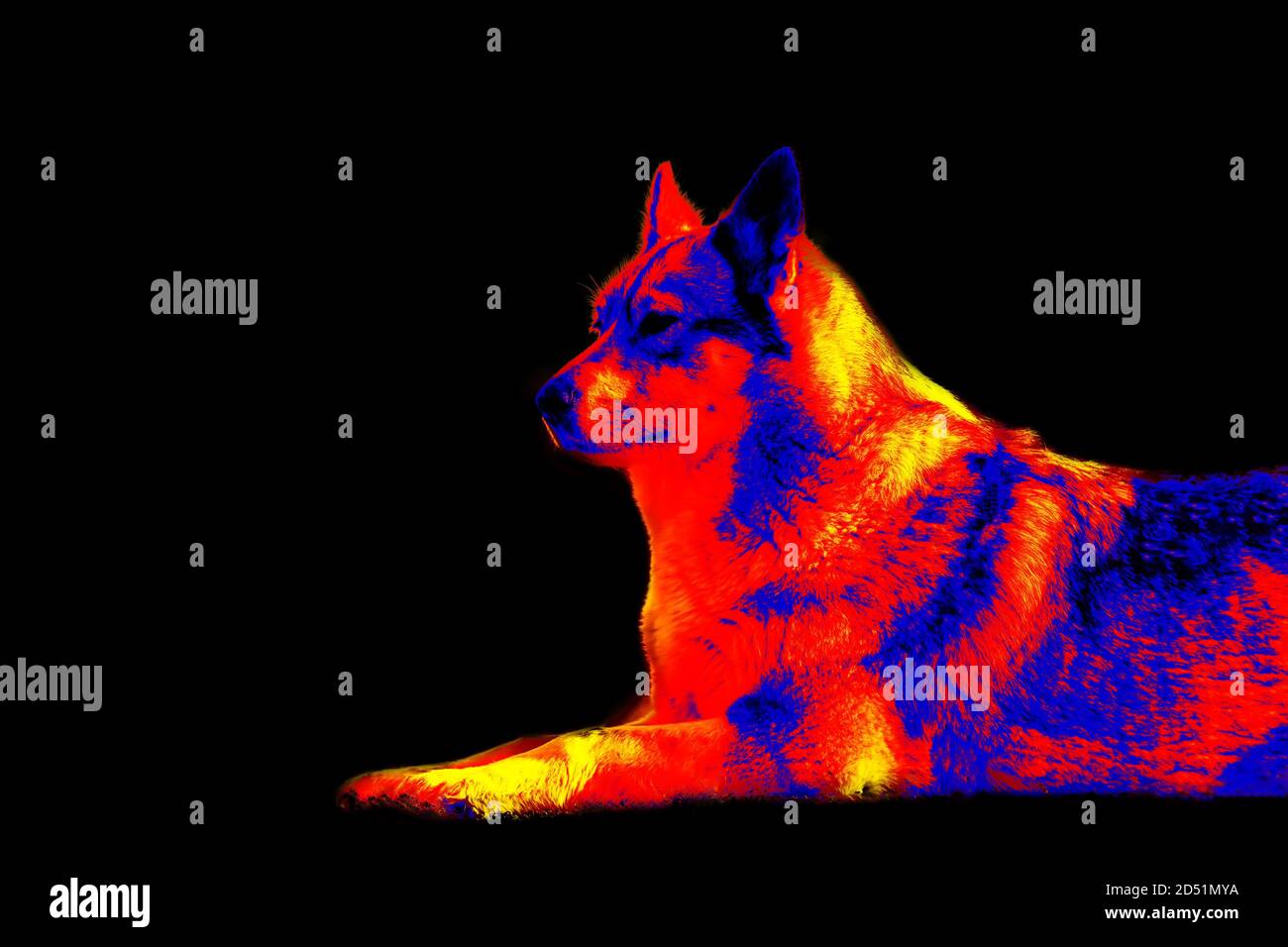 Thermogram animal hi-res stock photography and images - Alamy
