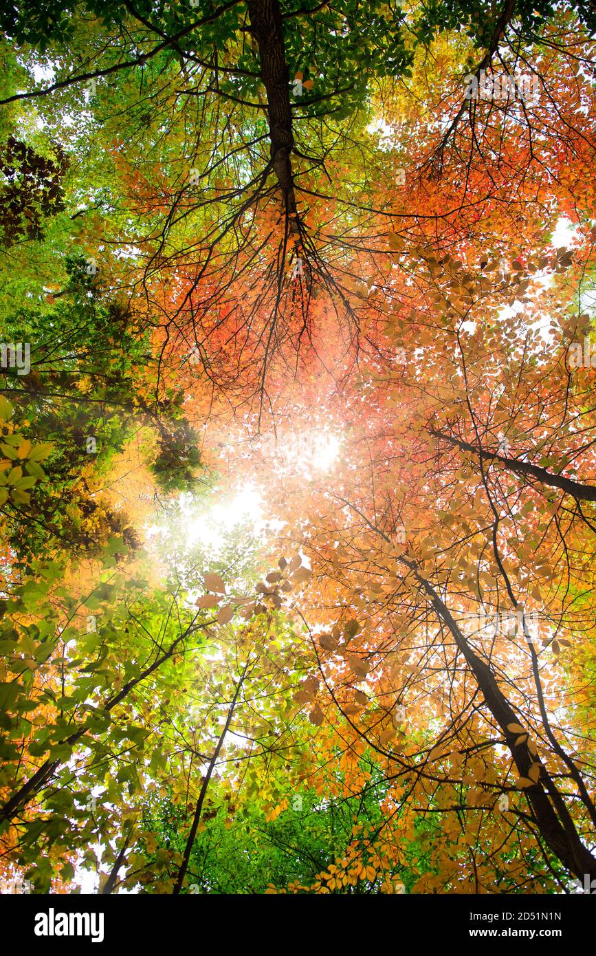 Fall trees in the cuyahoga valley national park cvnp ohio Stock Photo ...