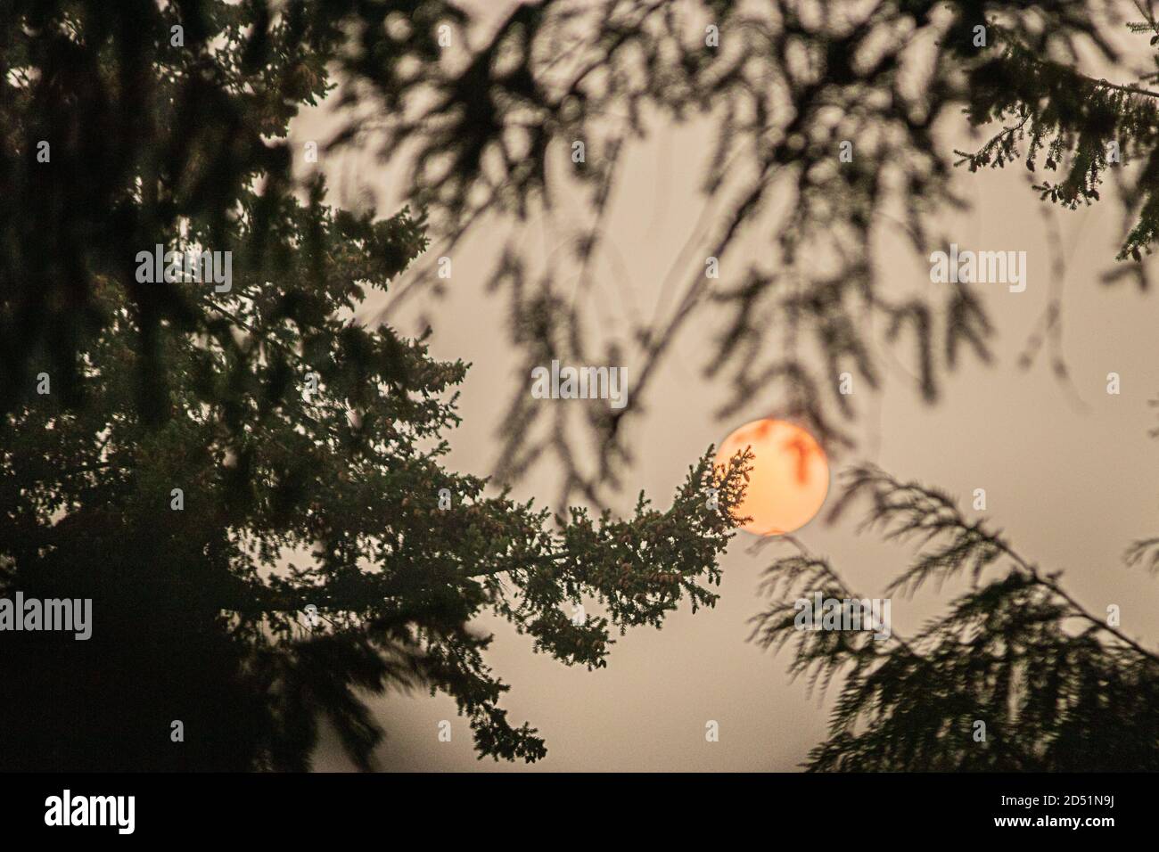 Full moon behind branches of a tree hi-res stock photography and images ...