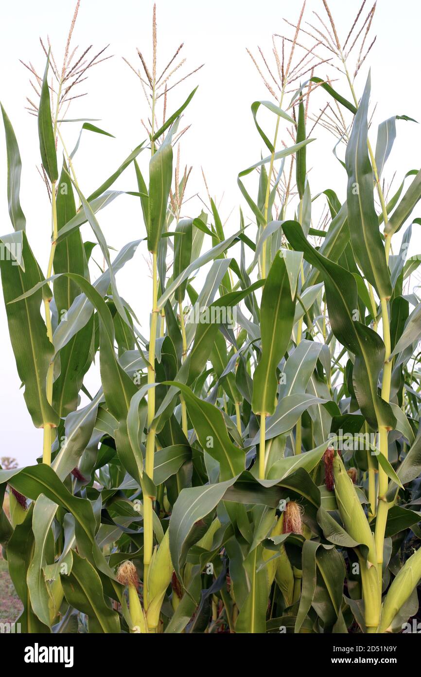 Tall green grass for cow food Stock Photo - Alamy
