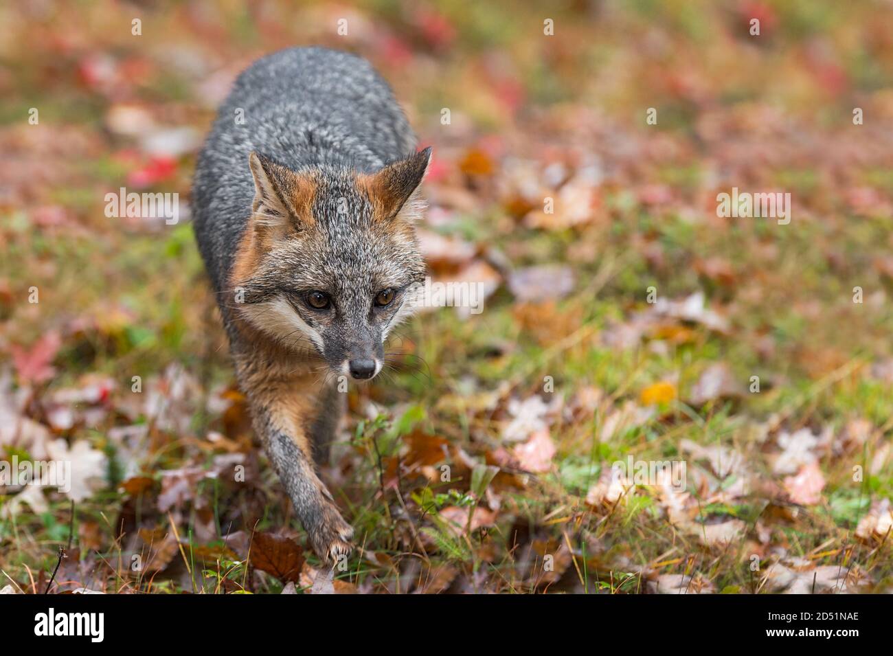 Grey Fox (Urocyon cinereoargenteus) Steps Forward Autumn - captive ...