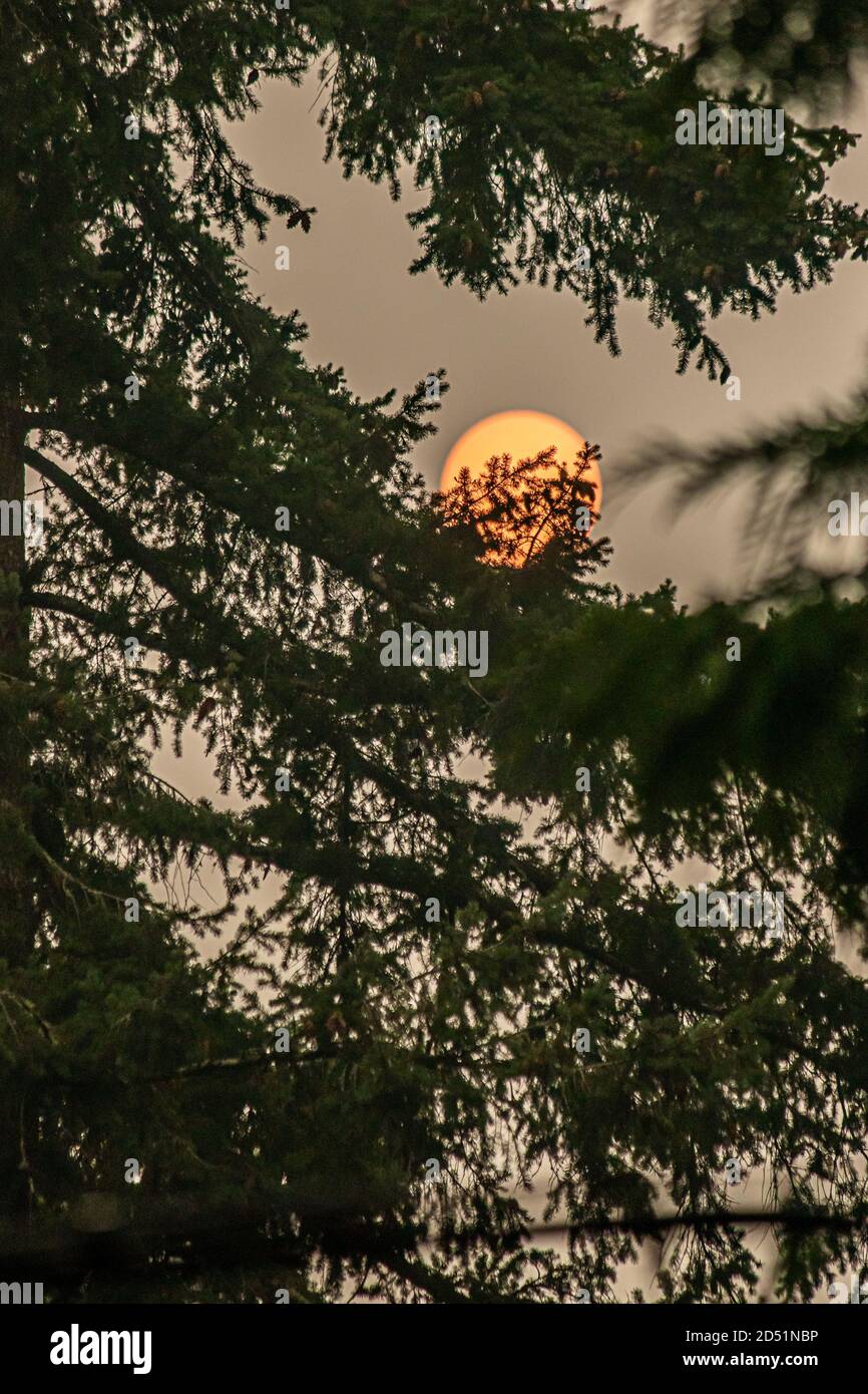 bright red moon glowing behind dark green pine tree branches on a hazy ...