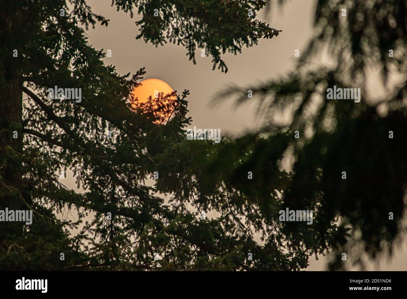Full moon behind branches tree hi-res stock photography and images - Alamy