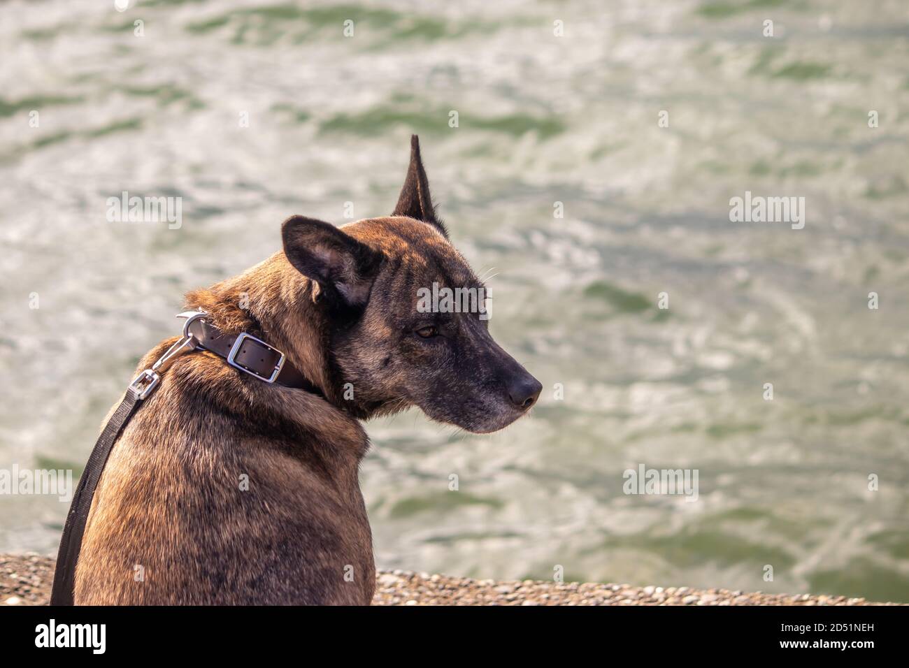 large young brindle dog walking along a beach on a leash Stock Photo ...