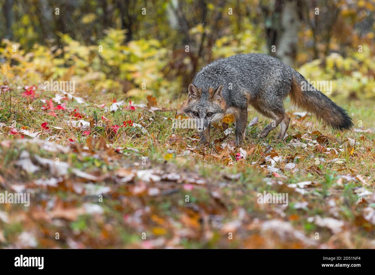 Grey fox urocyon cinereoargenteus hi-res stock photography and images ...