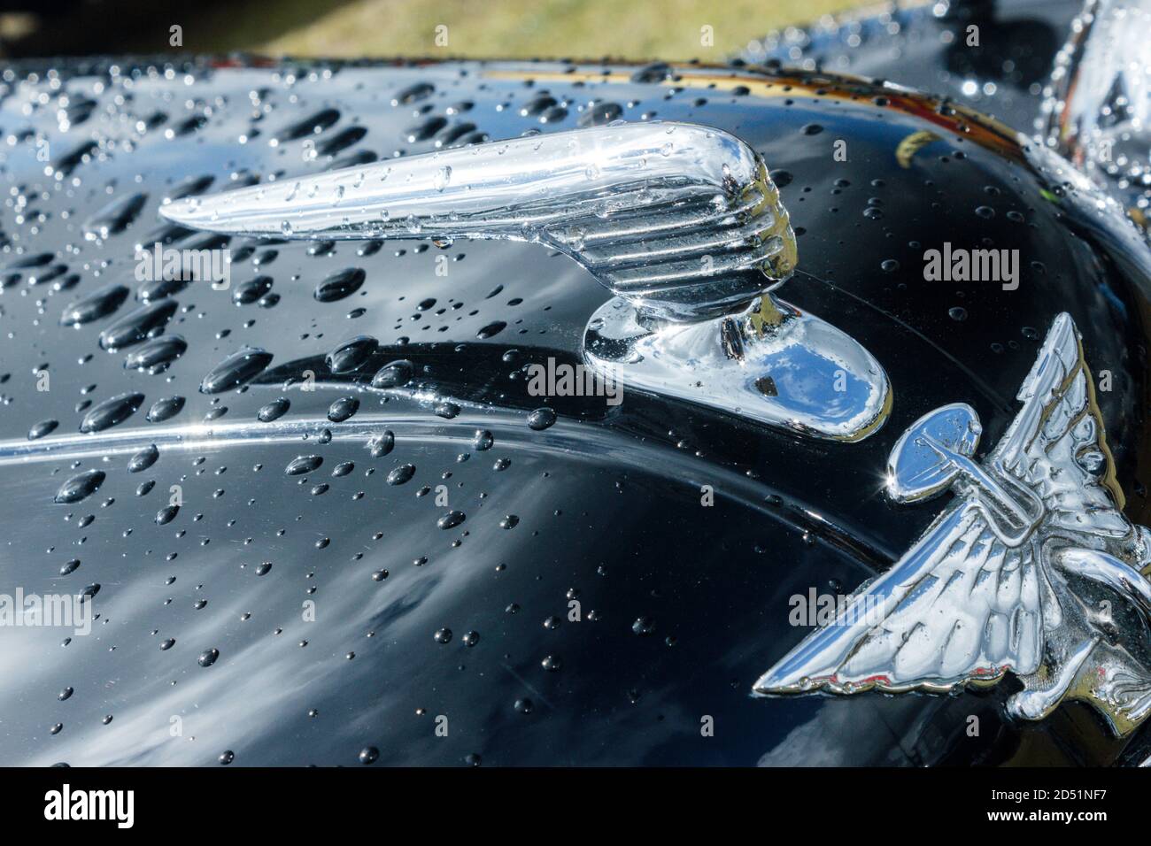 Austin bonnet mascot hi-res stock photography and images - Alamy
