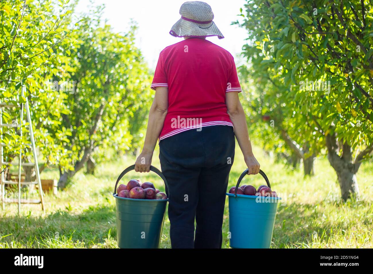 Apple harvest woman bucket hi-res stock photography and images - Alamy